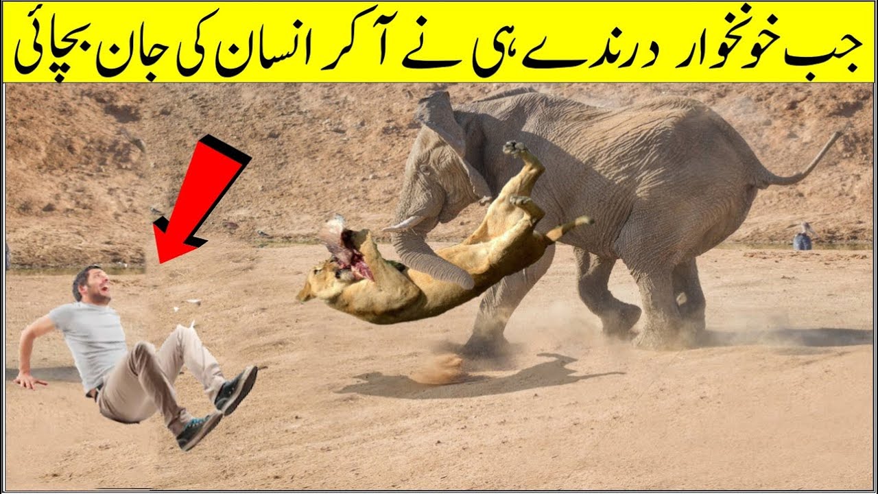 When Wild Animals Saved Humans II Unbelievable Animals Saving Human ...