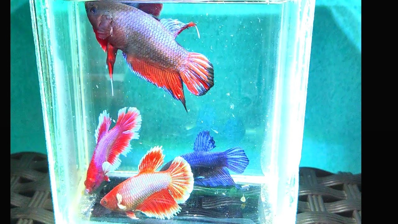 adu ikan cupang bagan big ear,beli ikan cupang bagan big ear online ...