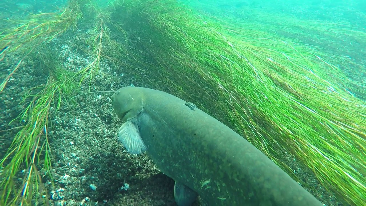 Silure dans le Rhône à Genève - YouTube