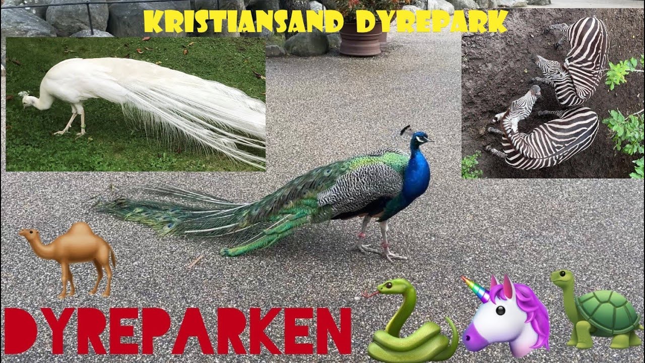 DYREPARKEN//ZOO// #RowenBranz - YouTube