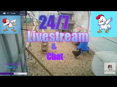 24/7 Chicken Livestream & Chat - Chicks Hatching Now under Broody Hens ...