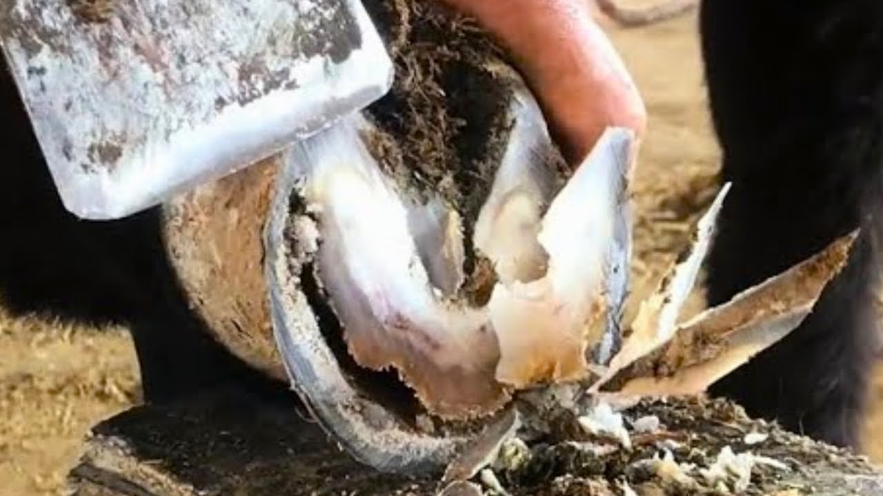 The Sharp Blade Easily Cuts Off The Bad Hoof! Traditional Technology丨 ...