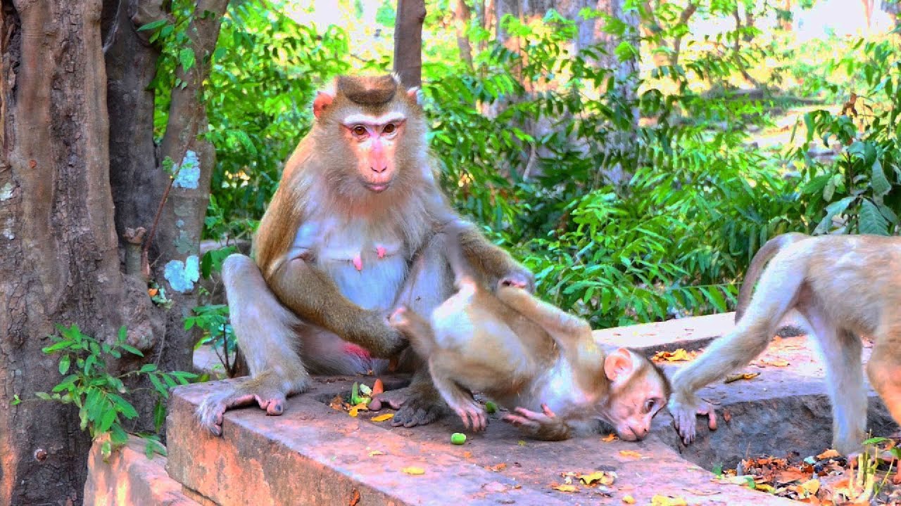 Female monkey Luna and Baby monkey Lucy plays to strong to Tiny Baby Leo - Best action - YouTube