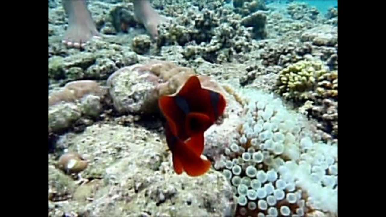 Clown Fish Attack - YouTube