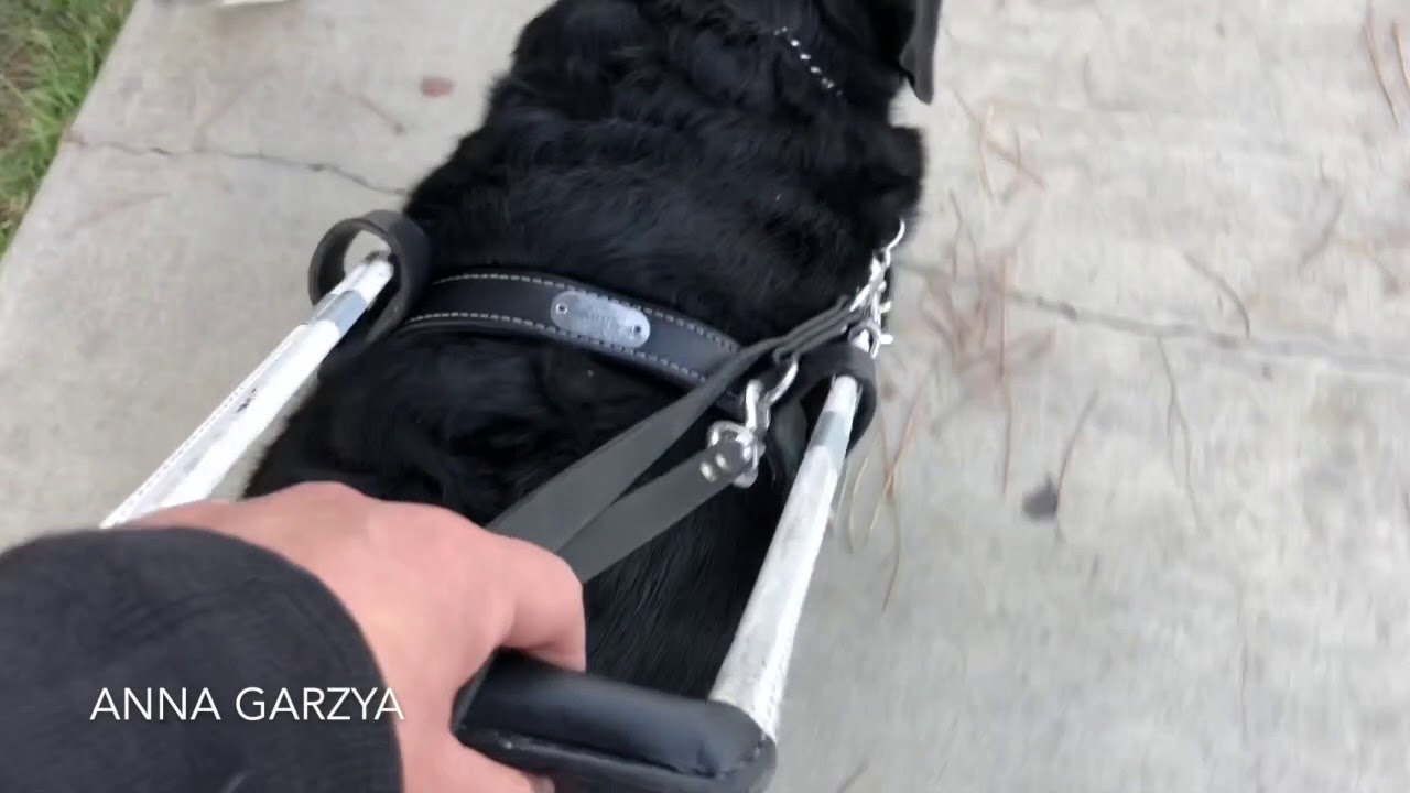 The Beauty Of Having A Guide Dog For The Blind! #ServiceDogs - YouTube