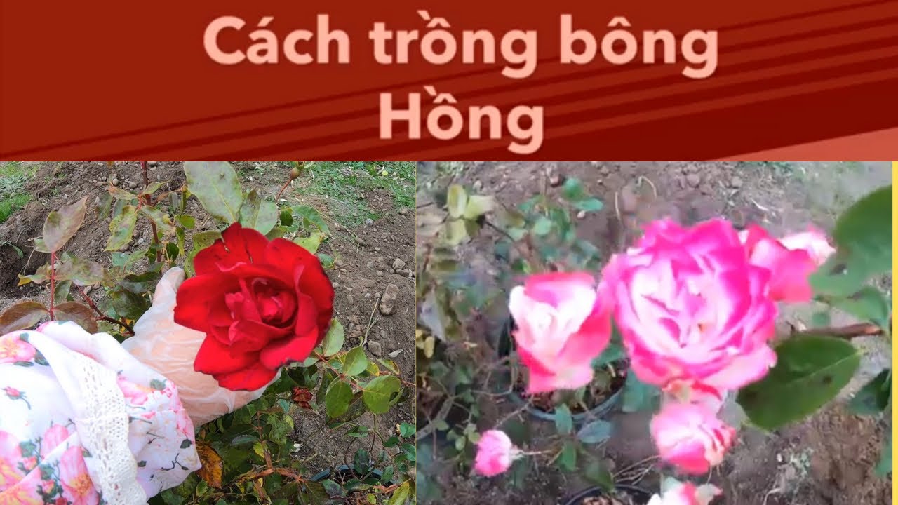 Cách Trồng Bông Hồng Mua Bông Hồng Rẻ Và Đẹp Ở Mỹ - YouTube
