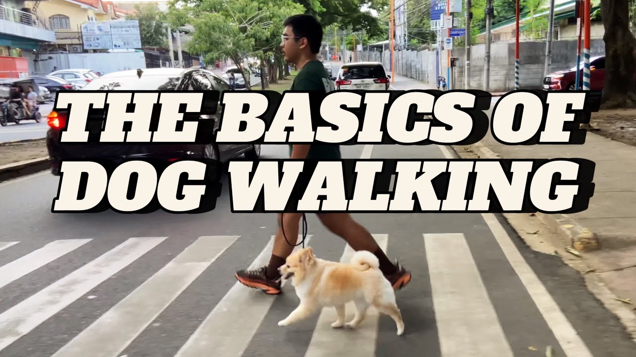 How to Walk A Dog | Ben's Dog Walking Club - YouTube