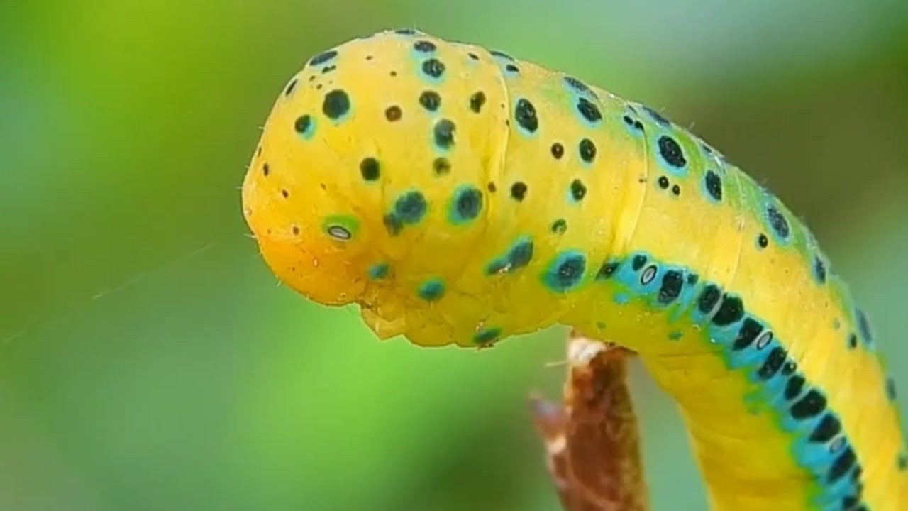 So Beautiful This Color Of Worm Very Nice - YouTube