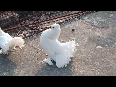 lokka lovers - YouTube