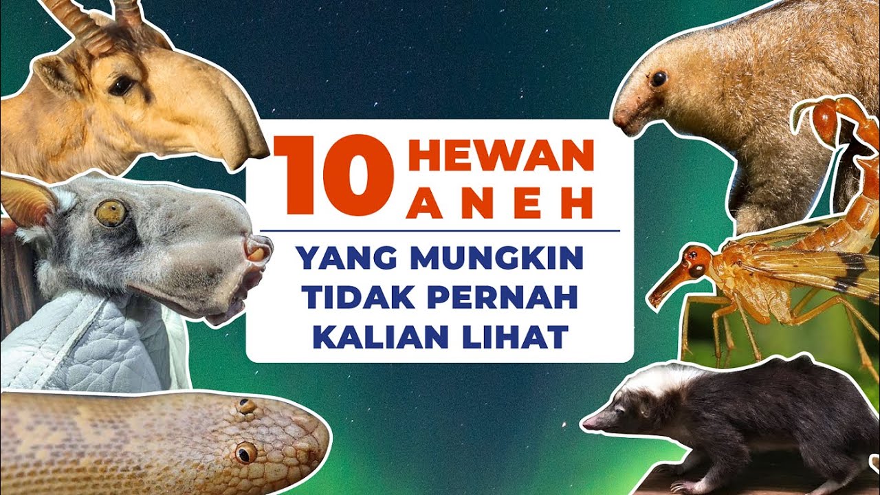10 Hewan Unik dan Aneh yang Mungkin Tidak Pernah Kalian Lihat # ...