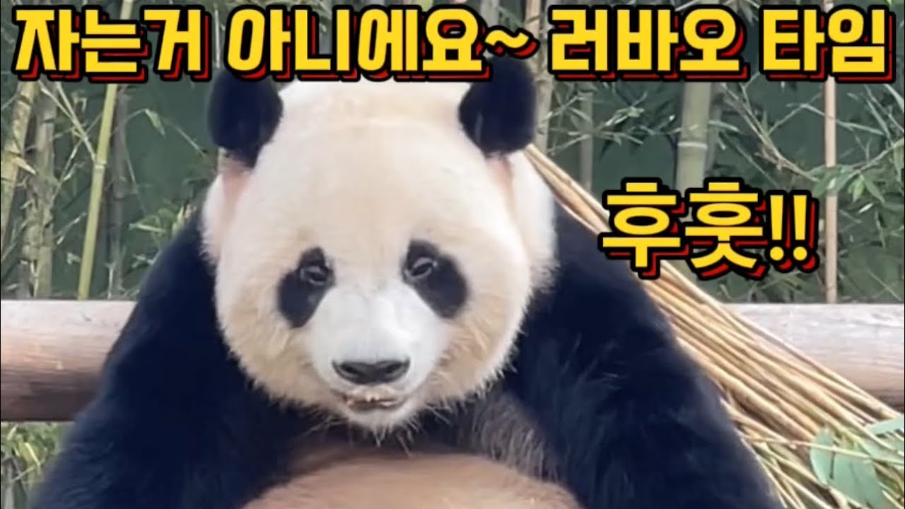 10.25, 자는거 아니에요 러바오 타임 ️ #lebao#pandababies - YouTube