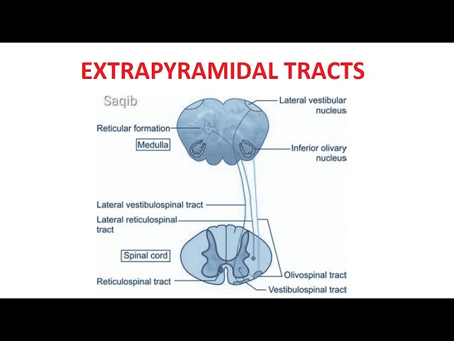 Extrapyramidal System Anatomy