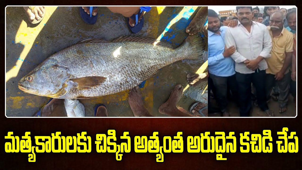 మత్యకారులకు చిక్కిన అత్యంత అరుదైన కచిడి చేప | Kachidi Fish | kakinada ...
