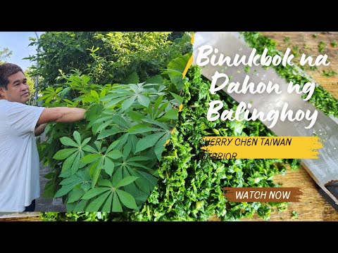 FROM STREET TO THE TABLE BINUKBOK NA DAHON NG BALINGHOY - YouTube