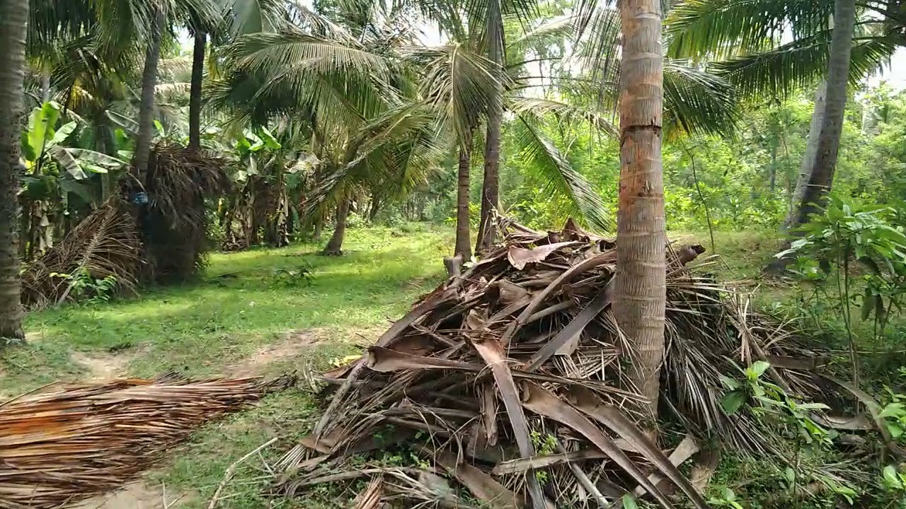 AGRICULTURE LAND IN COCONUT TREES SALE IN THANJAVUR - YouTube
