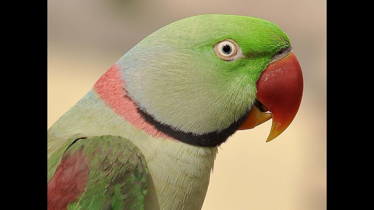 INDIAN PARROT RAMACHILUKA VIS - YouTube