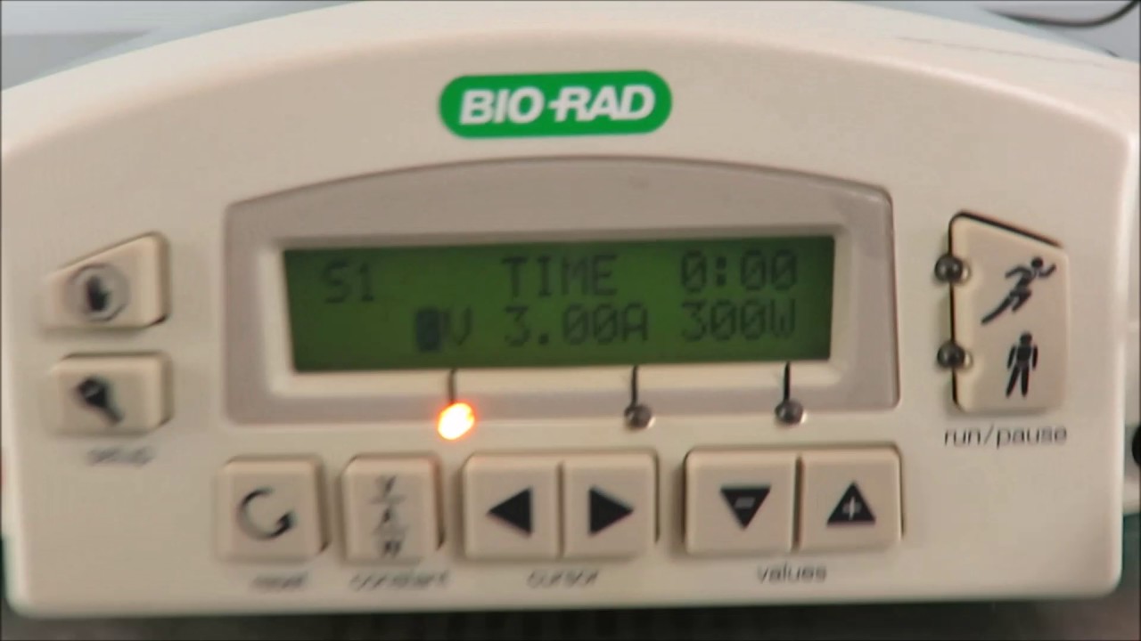 Bio Rad PowerPac HC with Econo-Sub System - YouTube