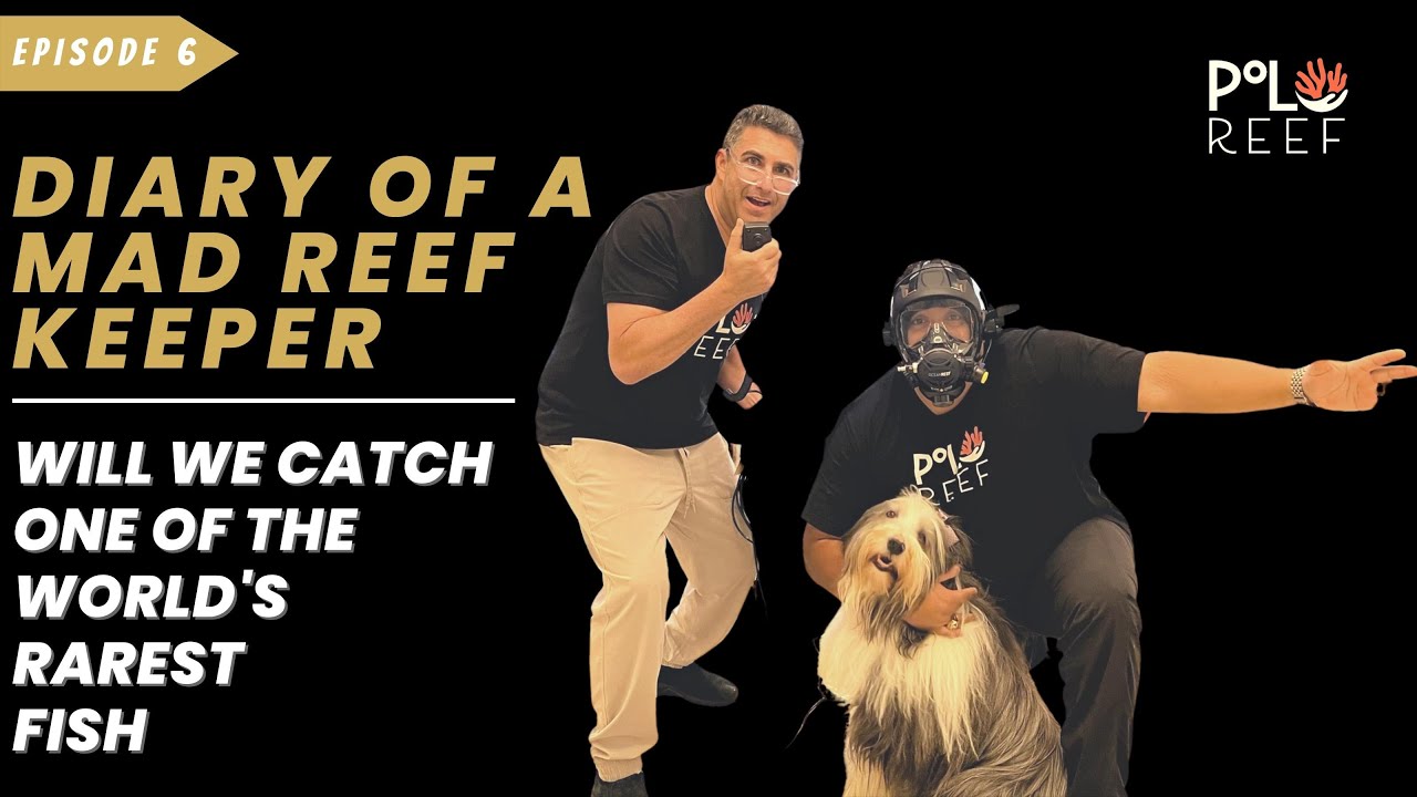 [4K] Polo Reef Episode #-6 DIARY OF A MAD REEF KEEPER - YouTube