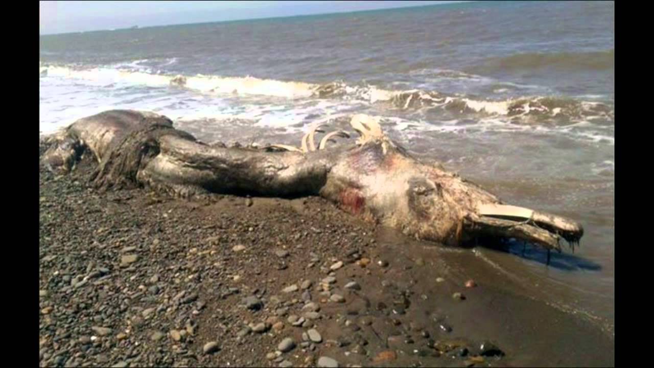 This Rare And Mysterious Sea Creature Washed Ashore In Alaska - YouTube