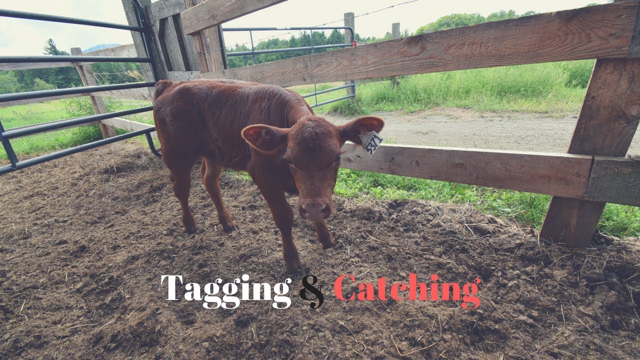 Calving Season ! Catching&Tagging calves - YouTube