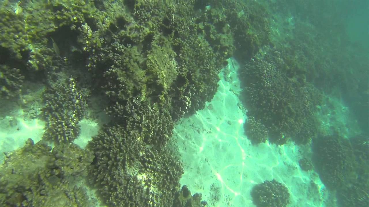 Kuwait's Coral Reef Exploration - Qaru Island (GoPro 3) - YouTube