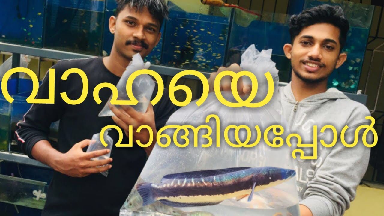 Bought vaha fish || vaha malayalam || Channa Diplogramma ||nature & co ...
