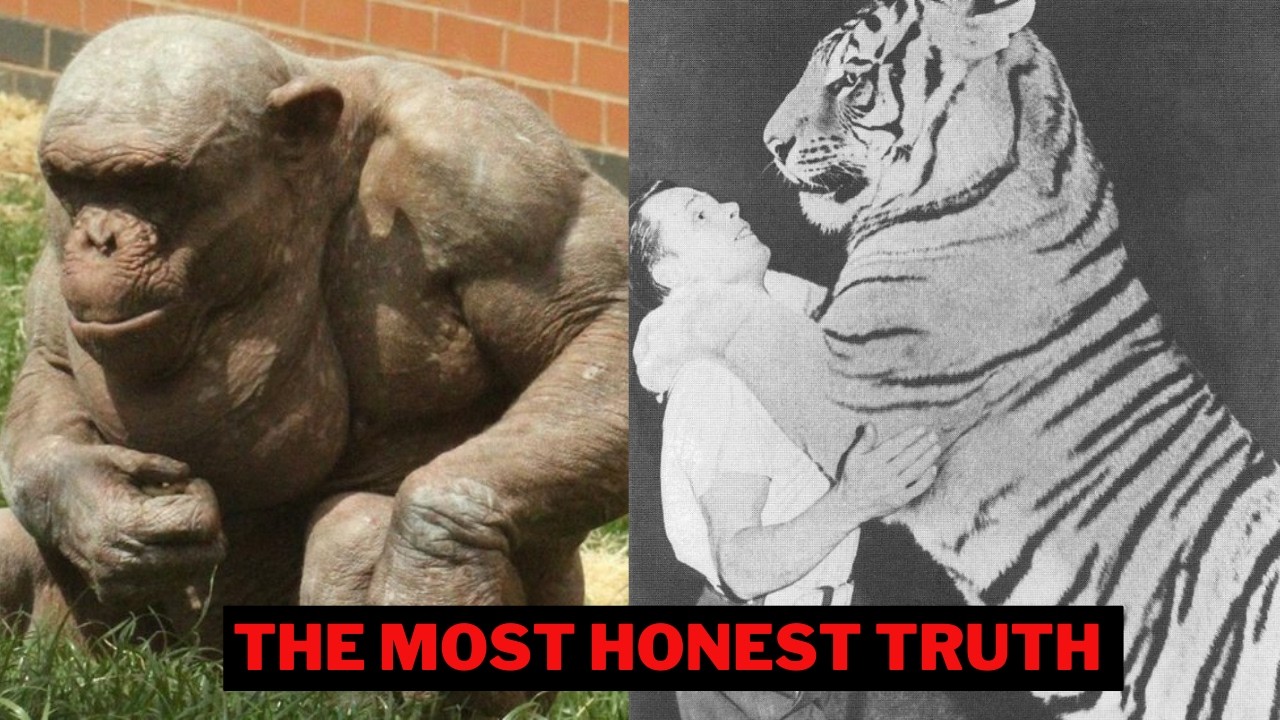 The most criminally overrated animals - YouTube