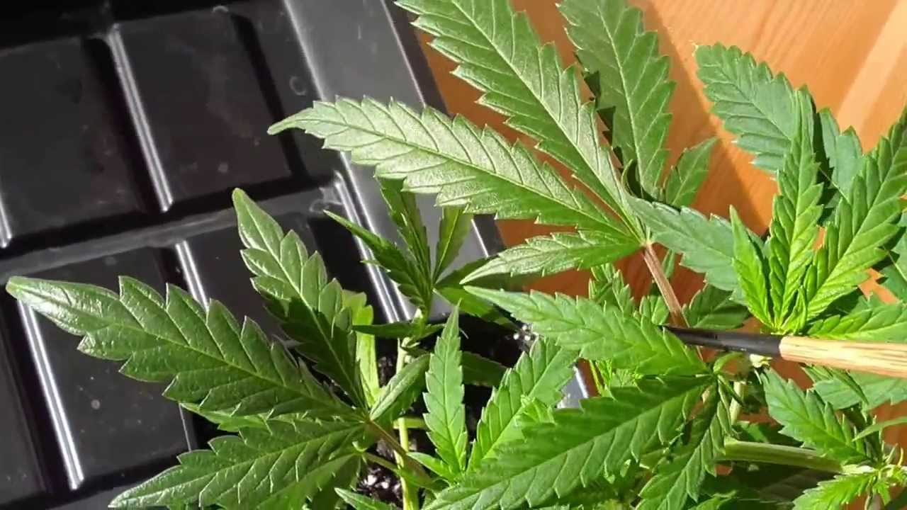 Jack Herer Clone; sativa organic grow. - YouTube