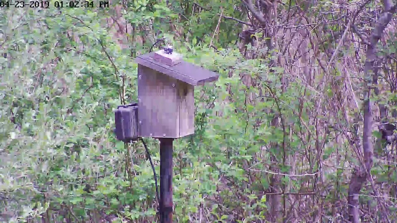 Field Cam Live Stream - YouTube