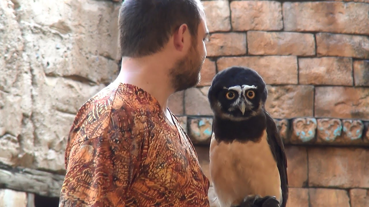 Flights of Wonder, Animal Kingdom, Walt Disney World HD (1080p) - YouTube