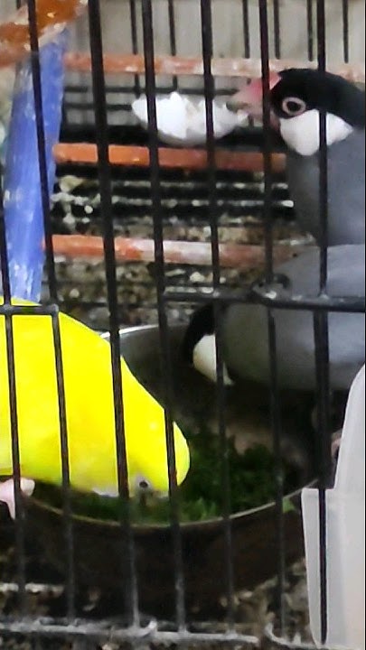 Java finch and budgies 🥰🥰🥰 love birds java sparrow singing budgies ...