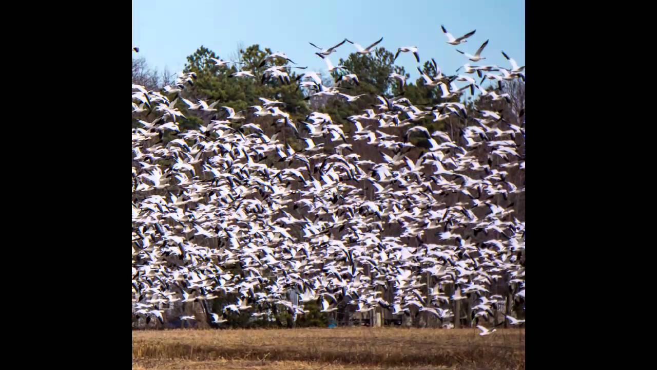 Snow Geese on the Eastern Shore - YouTube