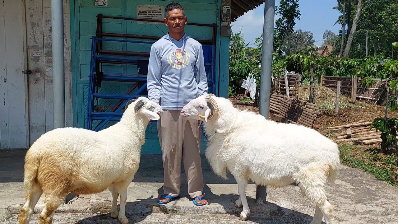 PENURUNAN DOMBA LOKAL SUPER AKIRA FRAM TEMANGGUNG 🔥🔥🔥 - YouTube