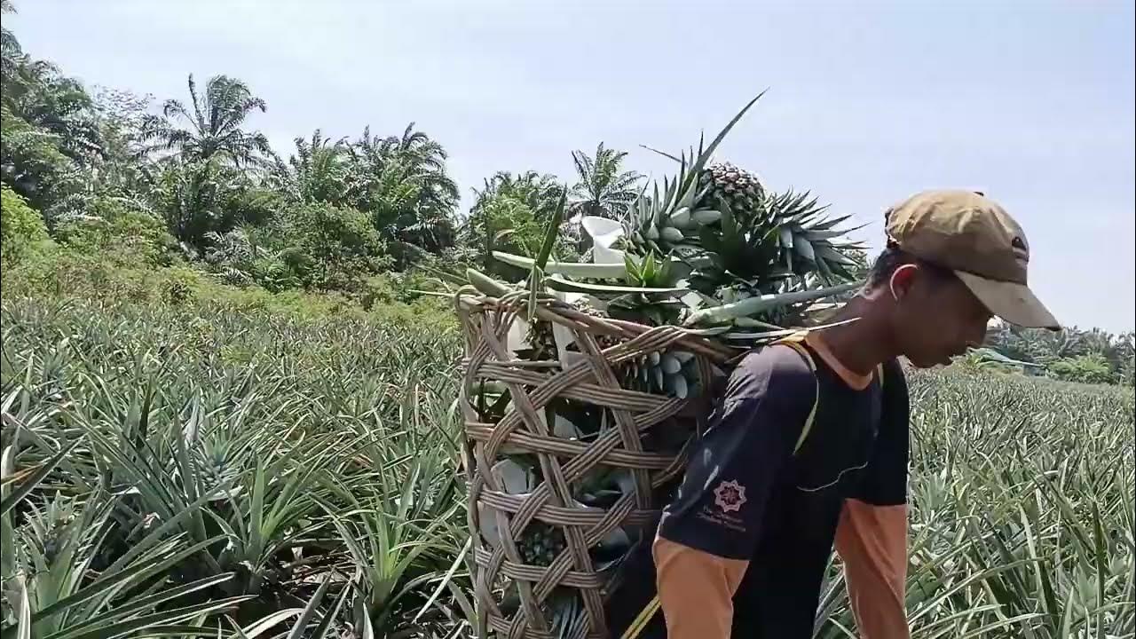 Panen Nanas - YouTube