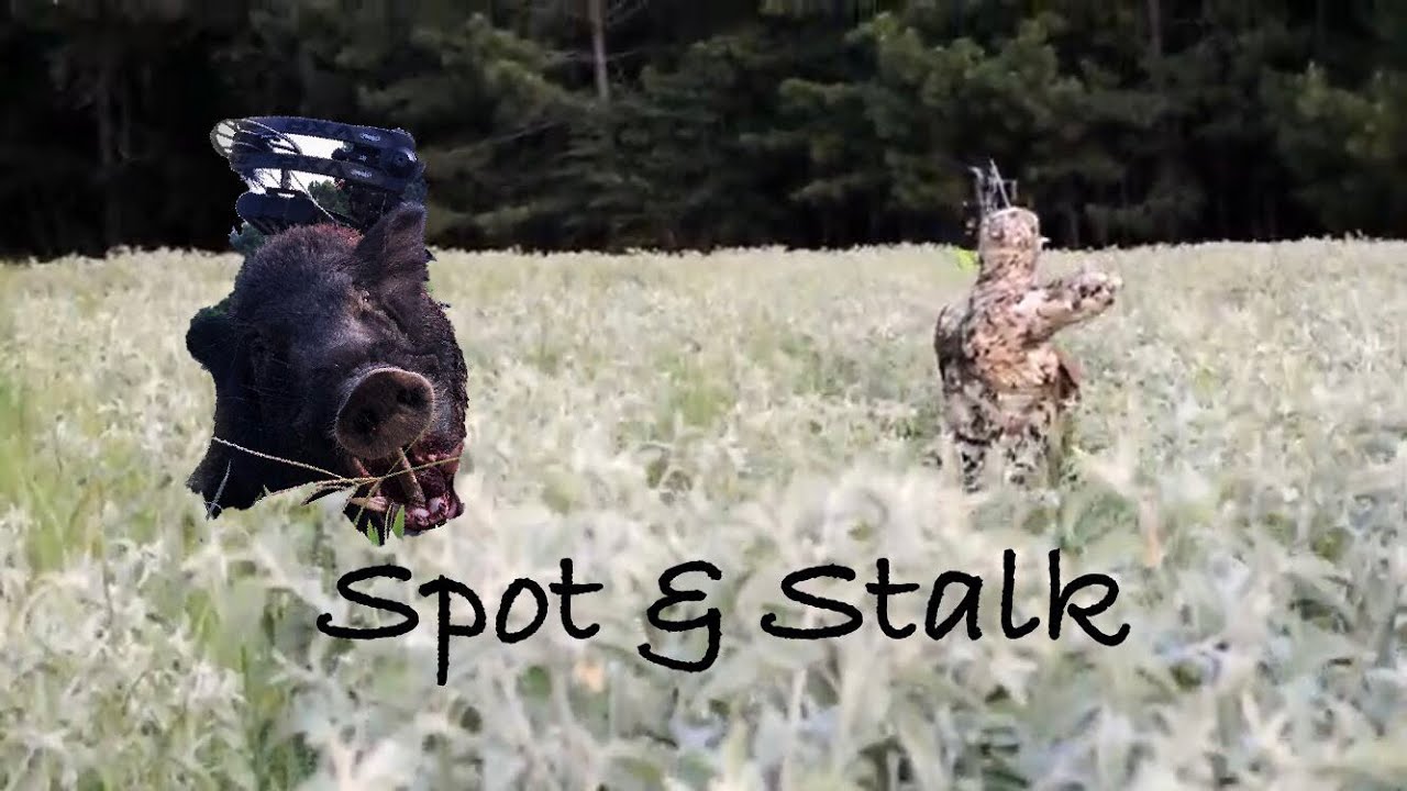 SPOT & STALK HOG HUNTING - YouTube