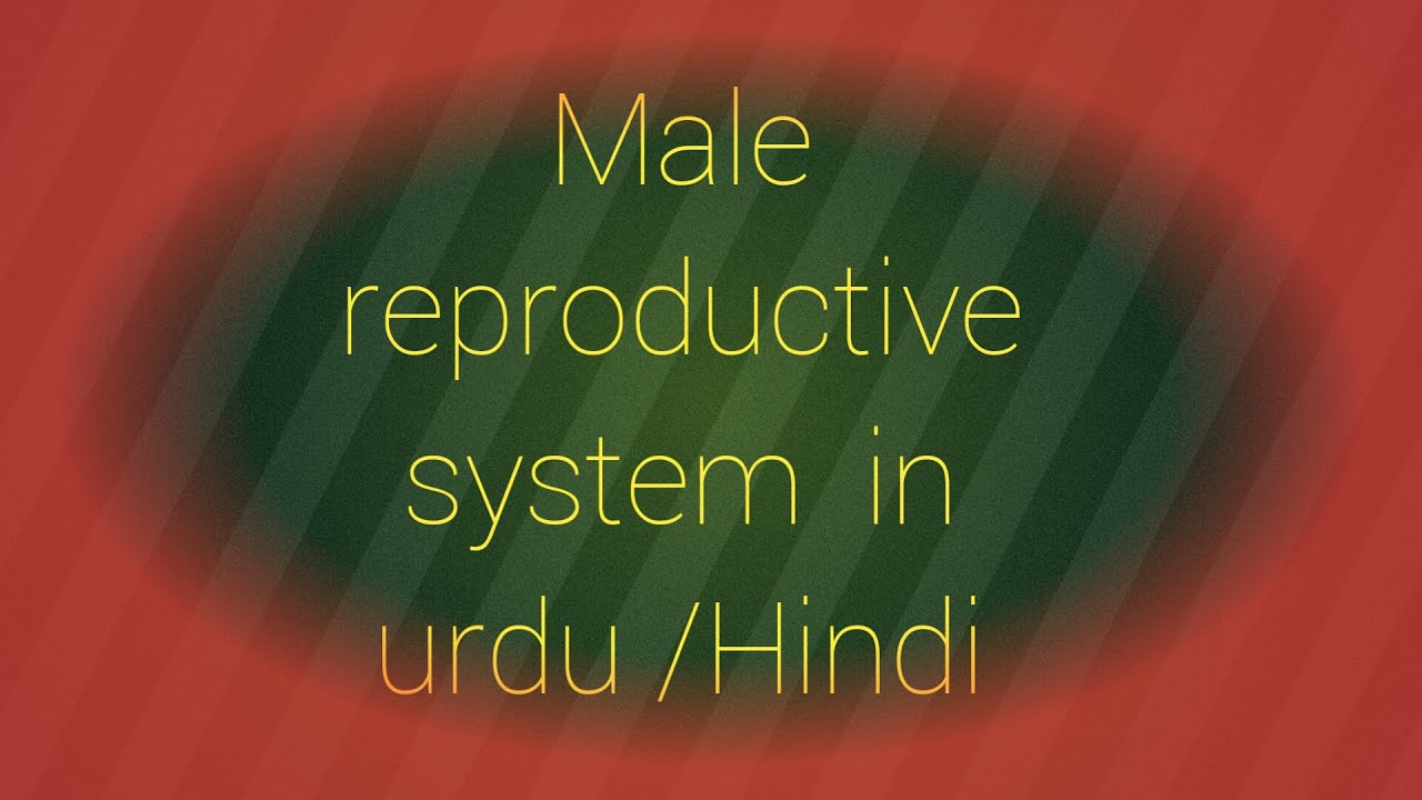 Male reproductive system in urdu /Hindi - YouTube