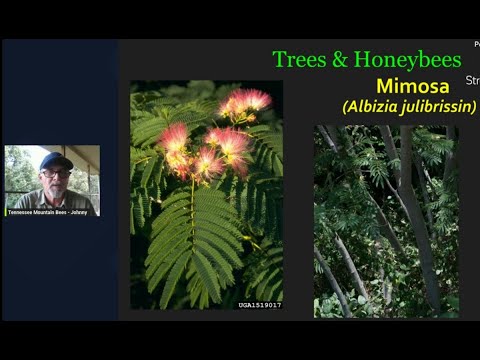 Do Honey Bees Use Mimosa Trees