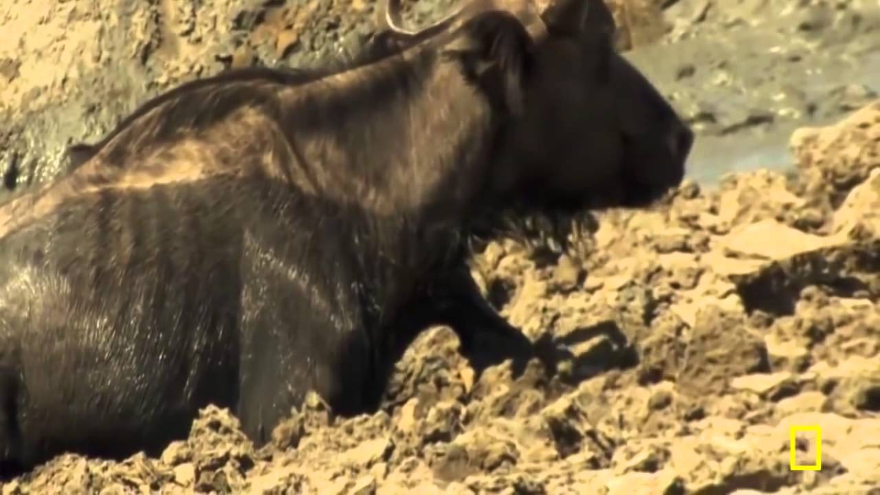 OVERCOME DEATH!! - BULL BUFFALLO vs LIONS - (Lions Documentary) NAT GEO ...
