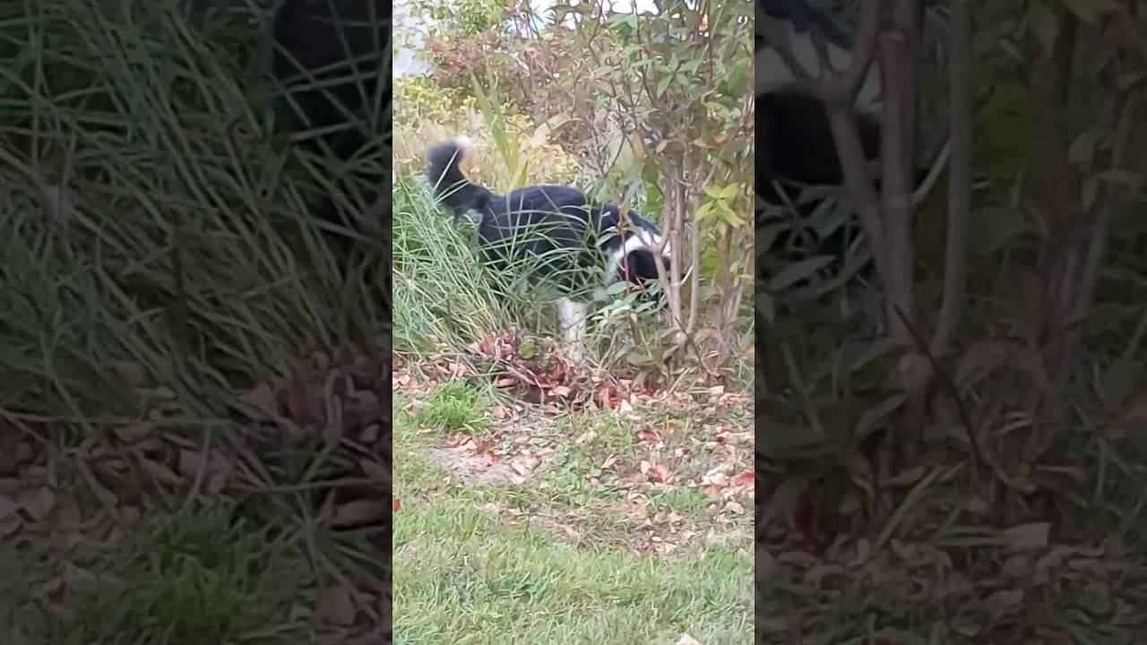 Hunting Border Collie - YouTube