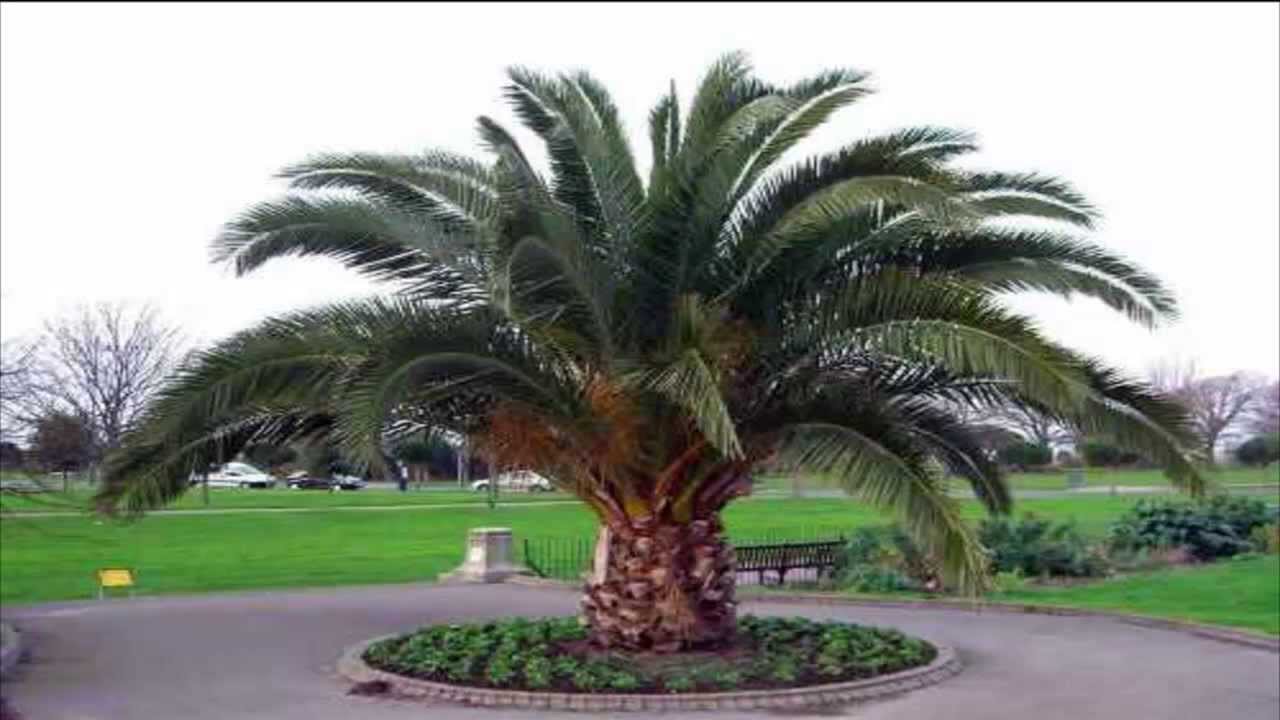 Palmeira-das-canárias (Phoenix canariensis) - YouTube