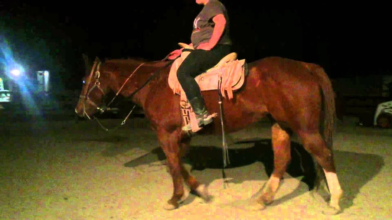 how to ride a horse jamie pease period 6 - YouTube