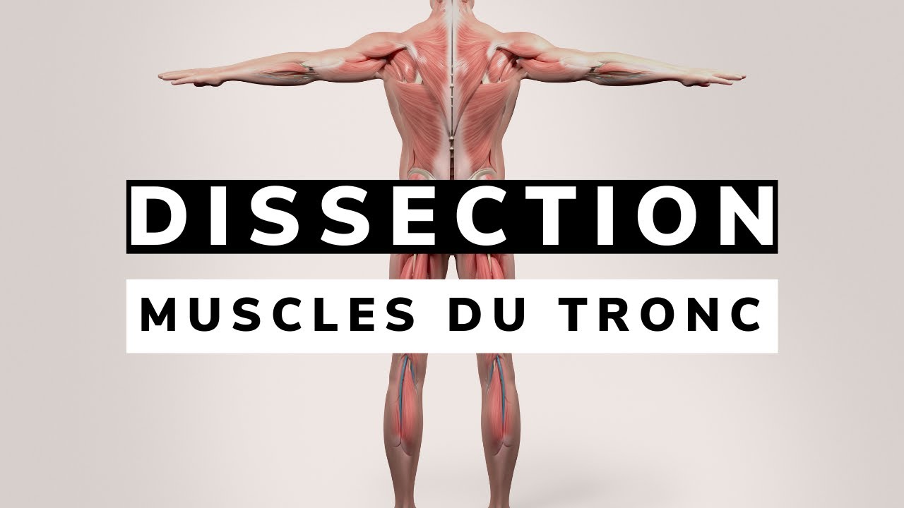 Révision ANATOMIE des MUSCLES du TRONC - YouTube