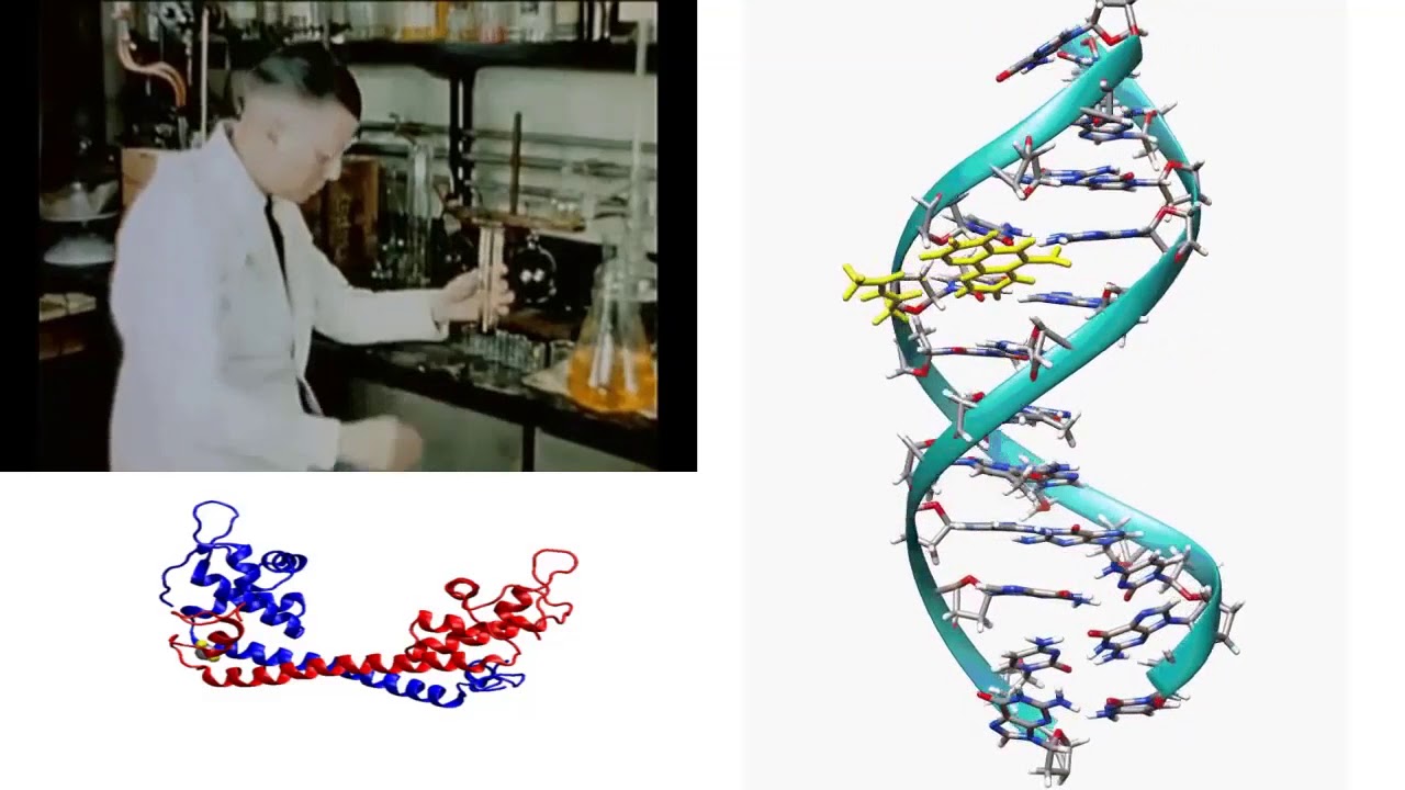 Bioinformatics by McKenna DeFoer and Mary Wilkinson - YouTube