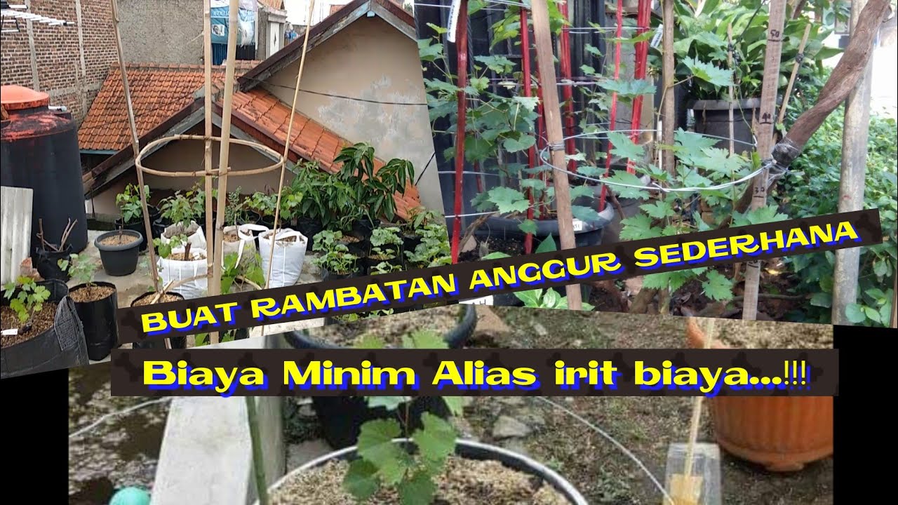 Membuat rambatan anggur sederhana - YouTube