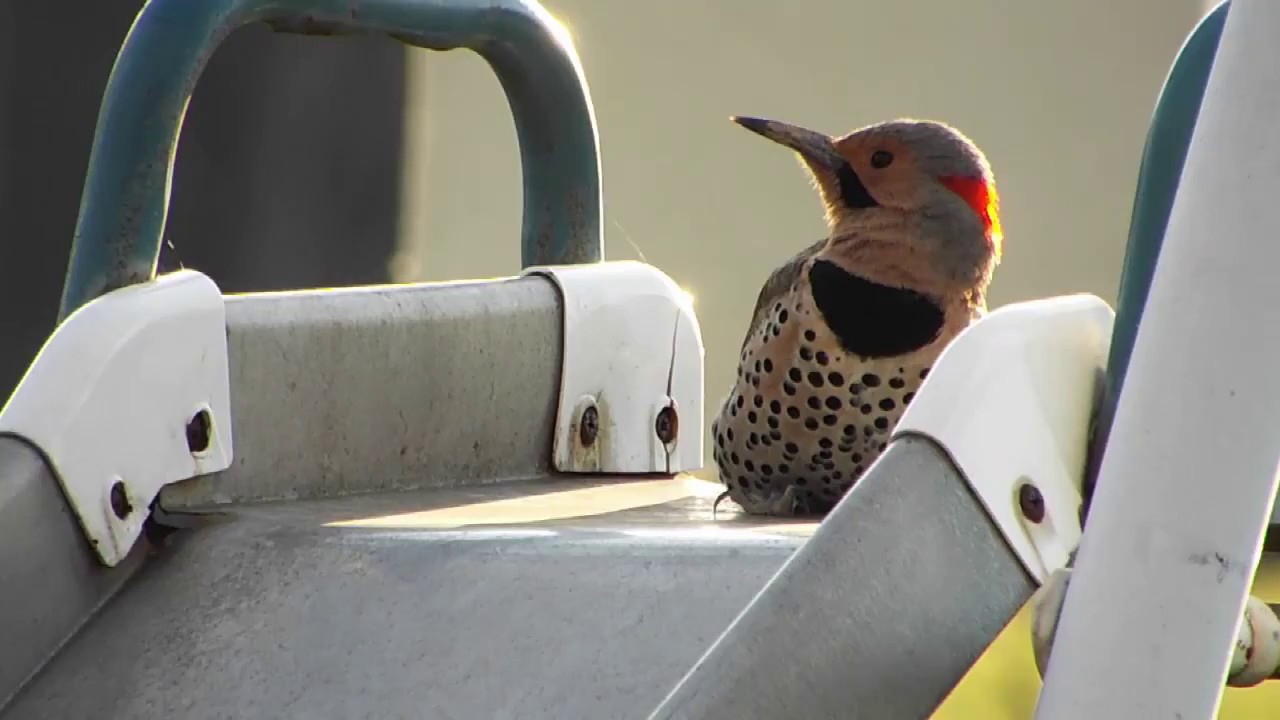 Machine Gun Woodpecker - Flicker - YouTube