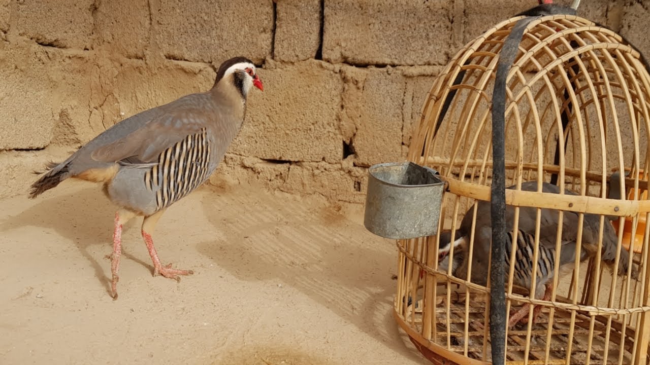 75 nasal chakor || #chakor #birds - YouTube