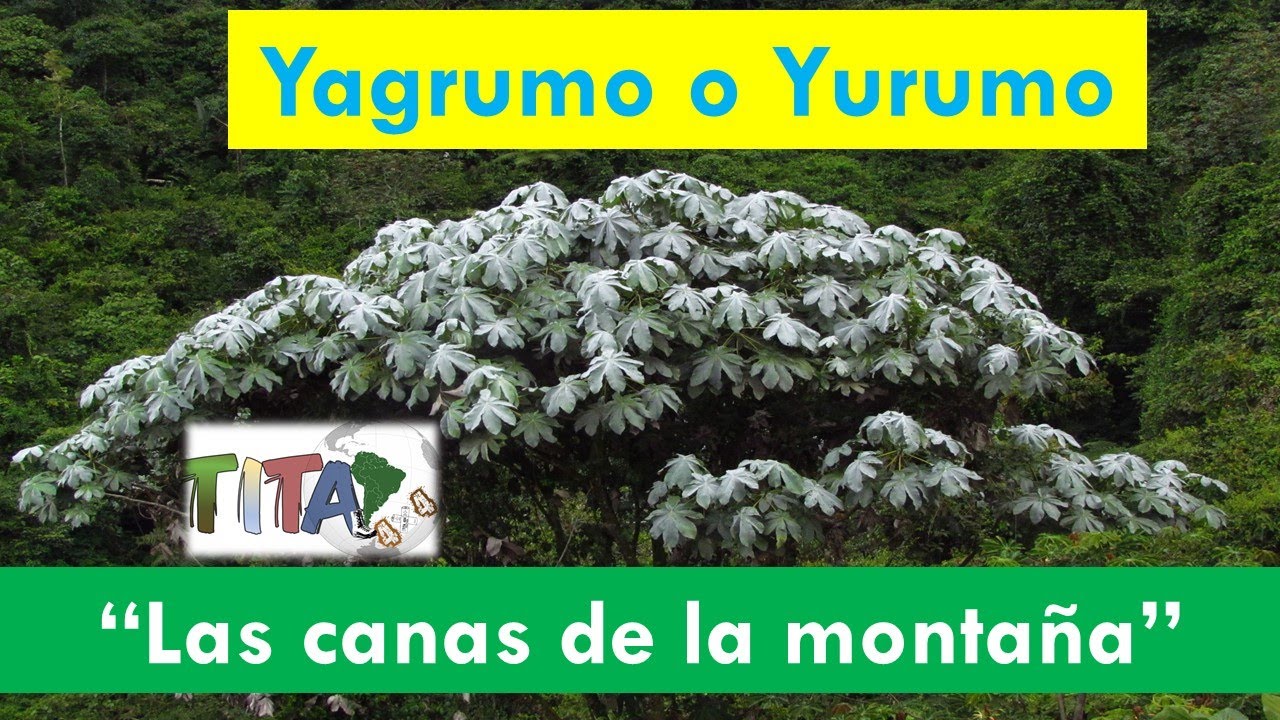 Yarumo, Yagrumo o las canas de la montaña. - YouTube