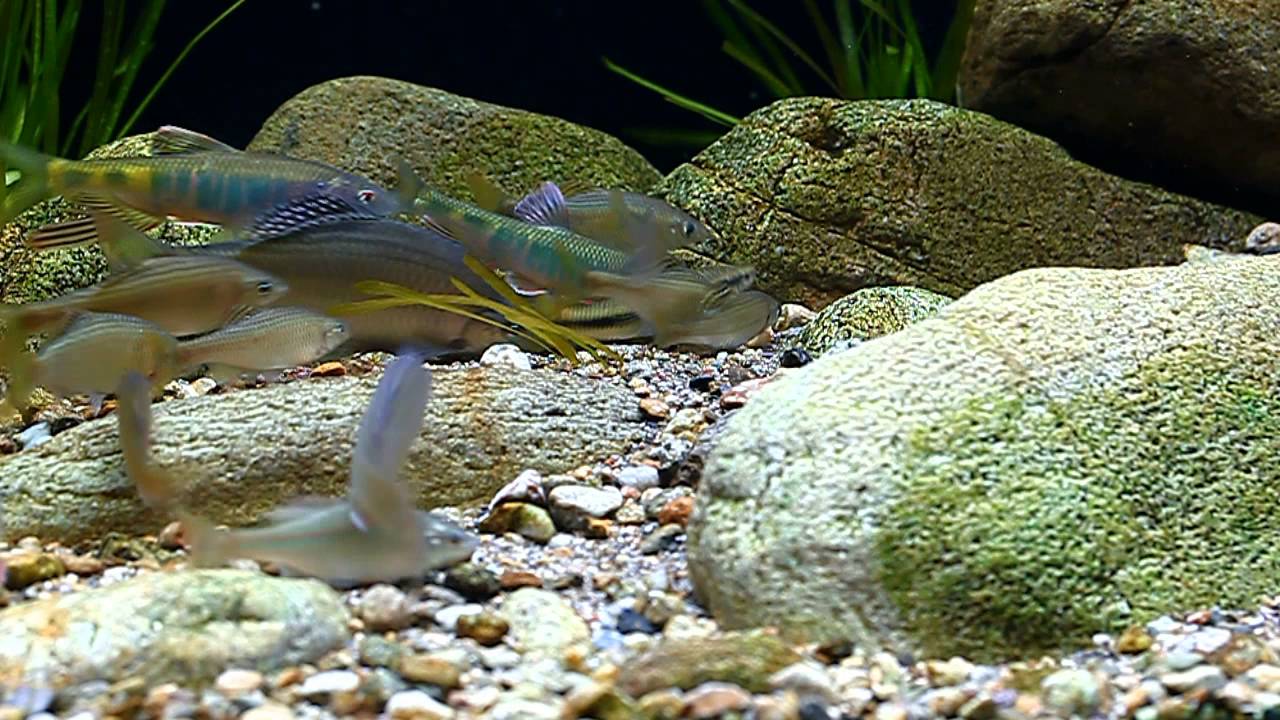1000 Korea Fresh Fish Tank of Shallows Stream - YouTube