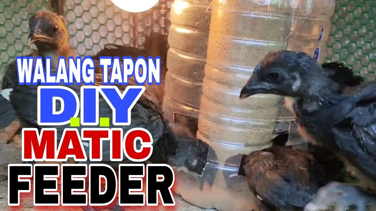 SEMI MATIC FEEDER SA MGA SISIW | CHICKEN CHICKS - YouTube