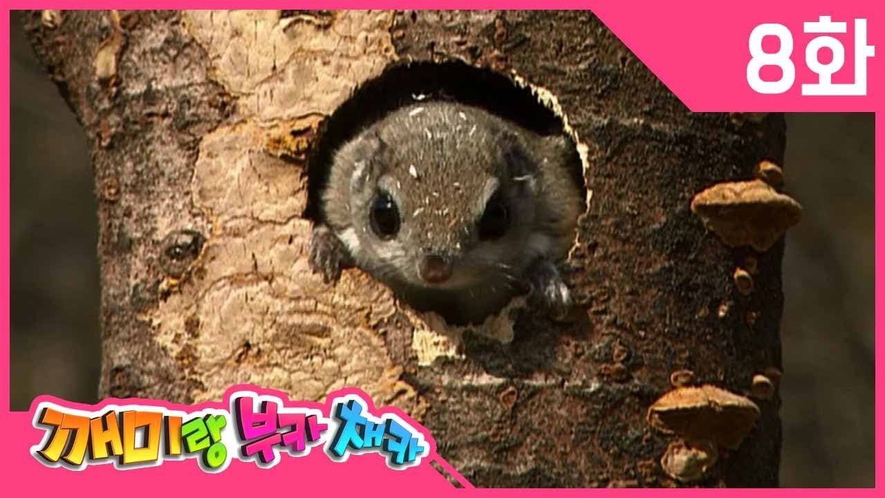 자연탐구애니메이션 [호기심공룡 깨미랑 부카채카 KEMY] #08 날아라,하늘 다람쥐 - YouTube